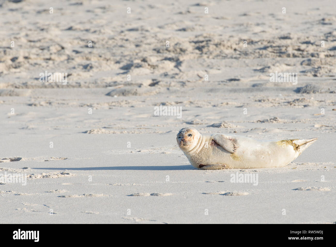 Sick seal lying on a beach in Sylt, Germany Stock Photo - Alamy