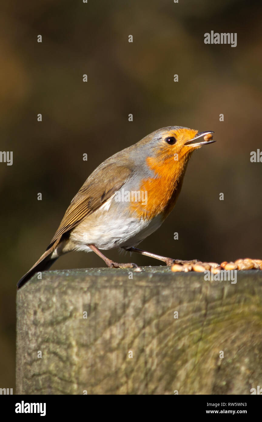 Robin eating hi-res stock photography and images - Alamy
