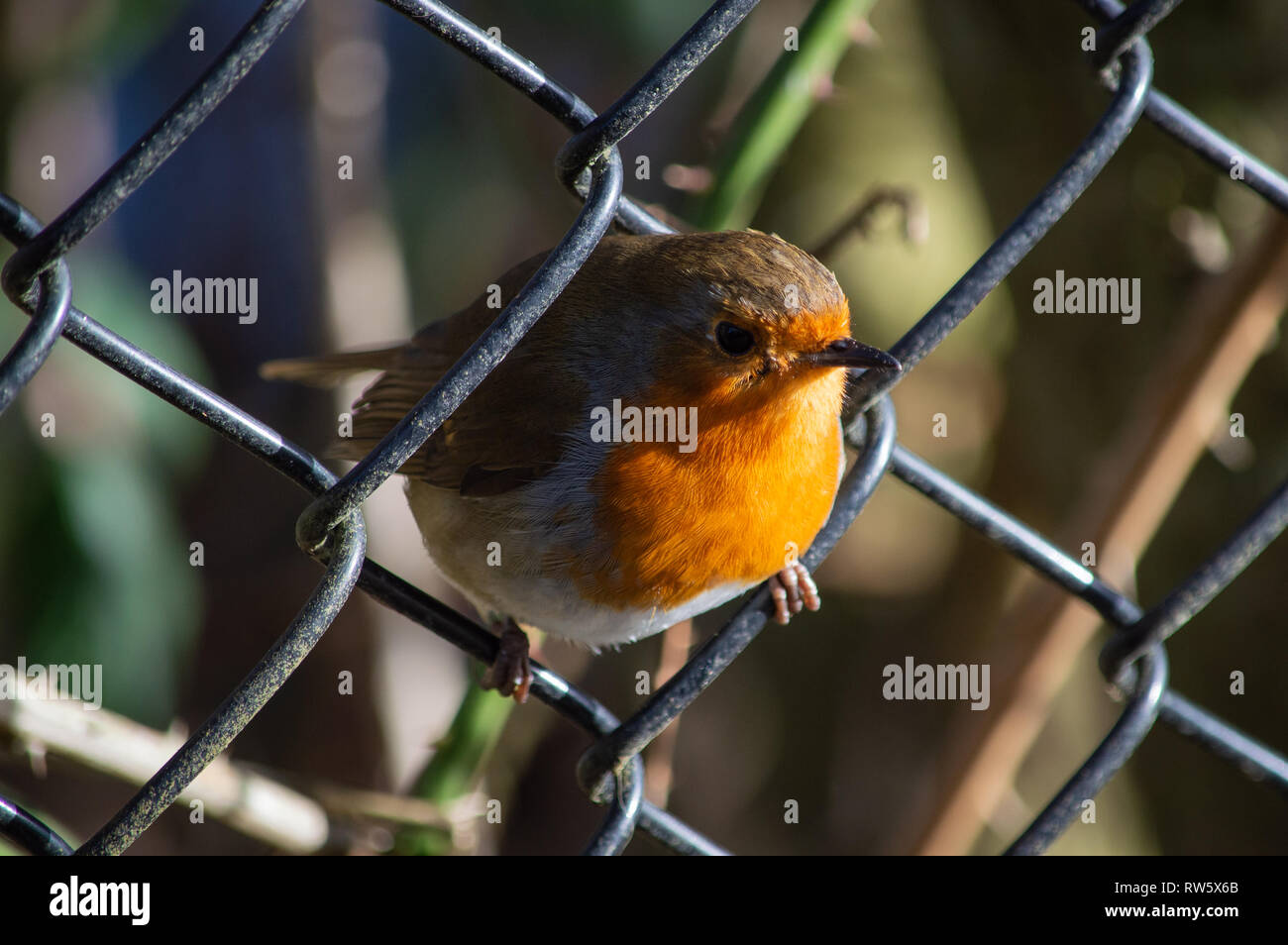 Robin northern ireland hi-res stock photography and images - Alamy