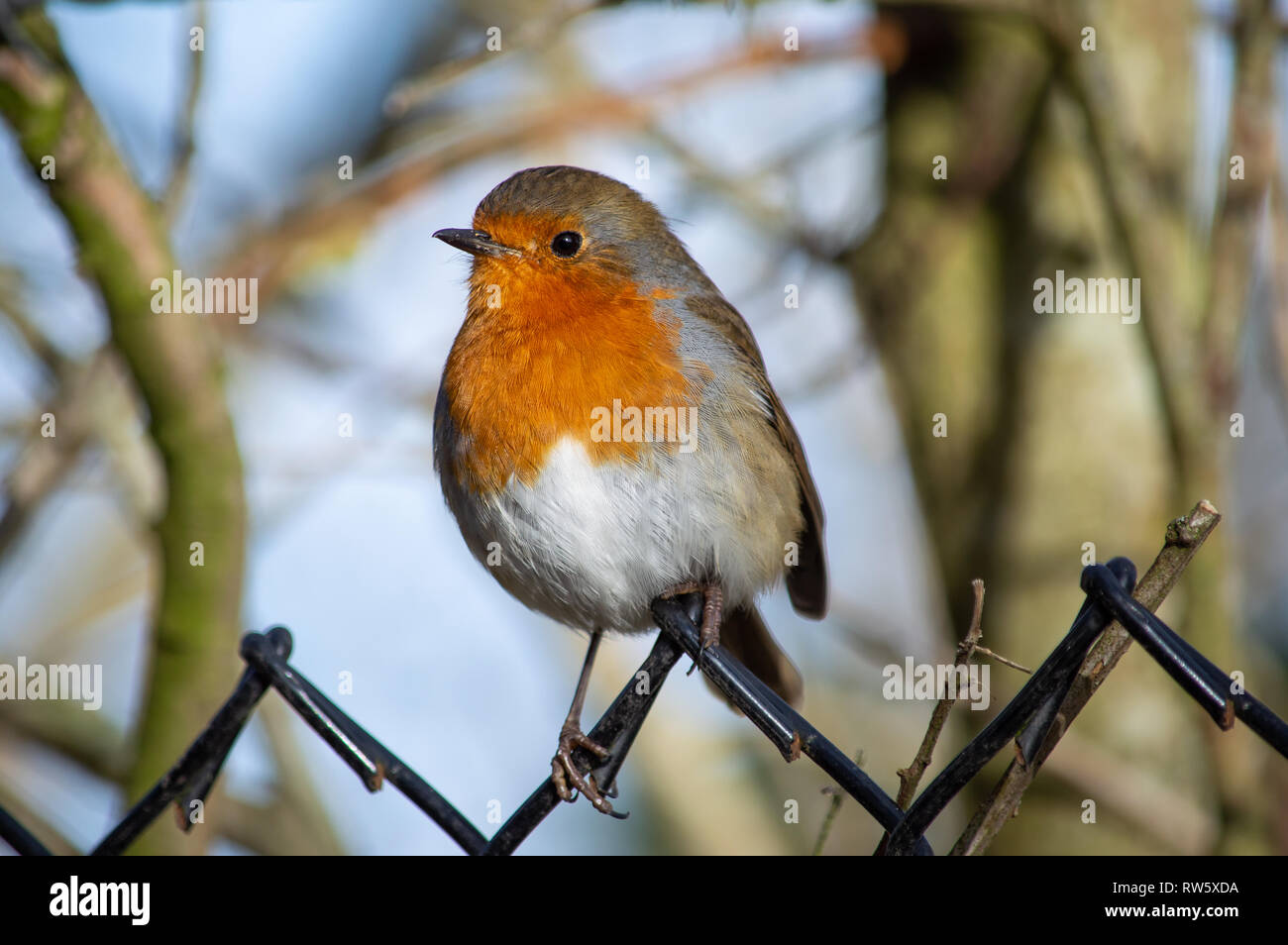 Robin on a wire fence Stock Photo - Alamy