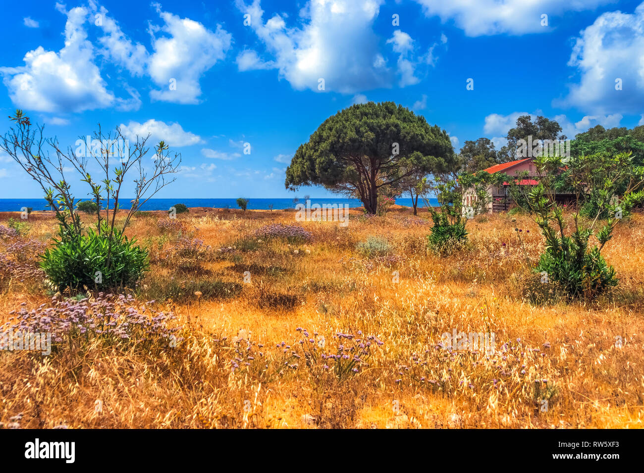 Typical yellow holiday house at the greek beach with wild roses flowers ...