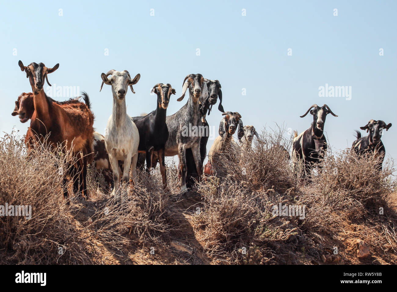 Small herd of goats standing on little hill, looking into camera as if ...