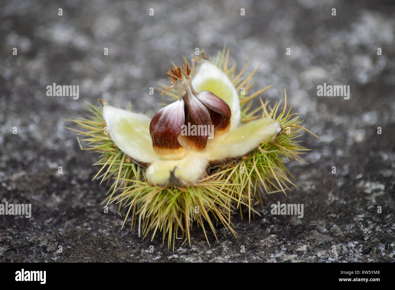 Sweet Chestnut fruit Stock Photo - Alamy