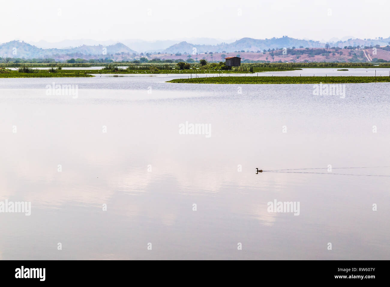 La Segua wetland, important Ramsar in the province of Manabi Stock ...