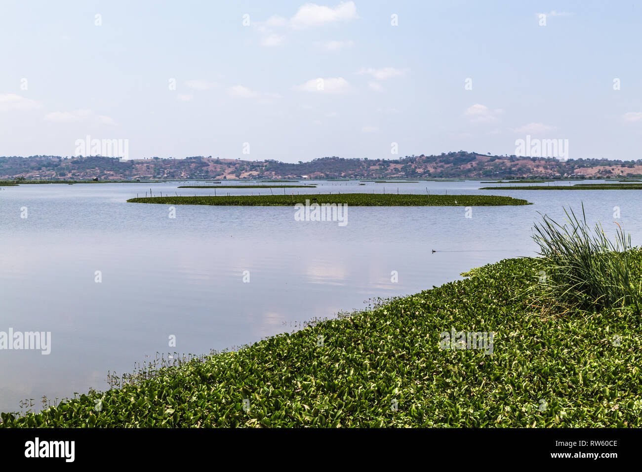 La Segua wetland, important Ramsar in the province of Manabi Stock ...