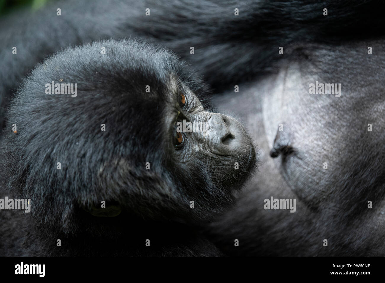 Mountain gorilla with baby suckling, Gorilla beringei beringei, Bwindi ...
