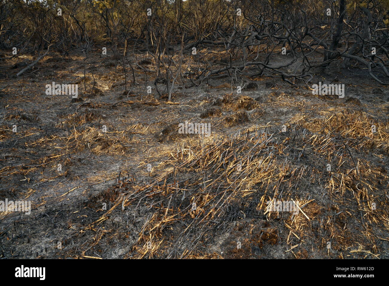 Wildfire damage hi-res stock photography and images - Alamy