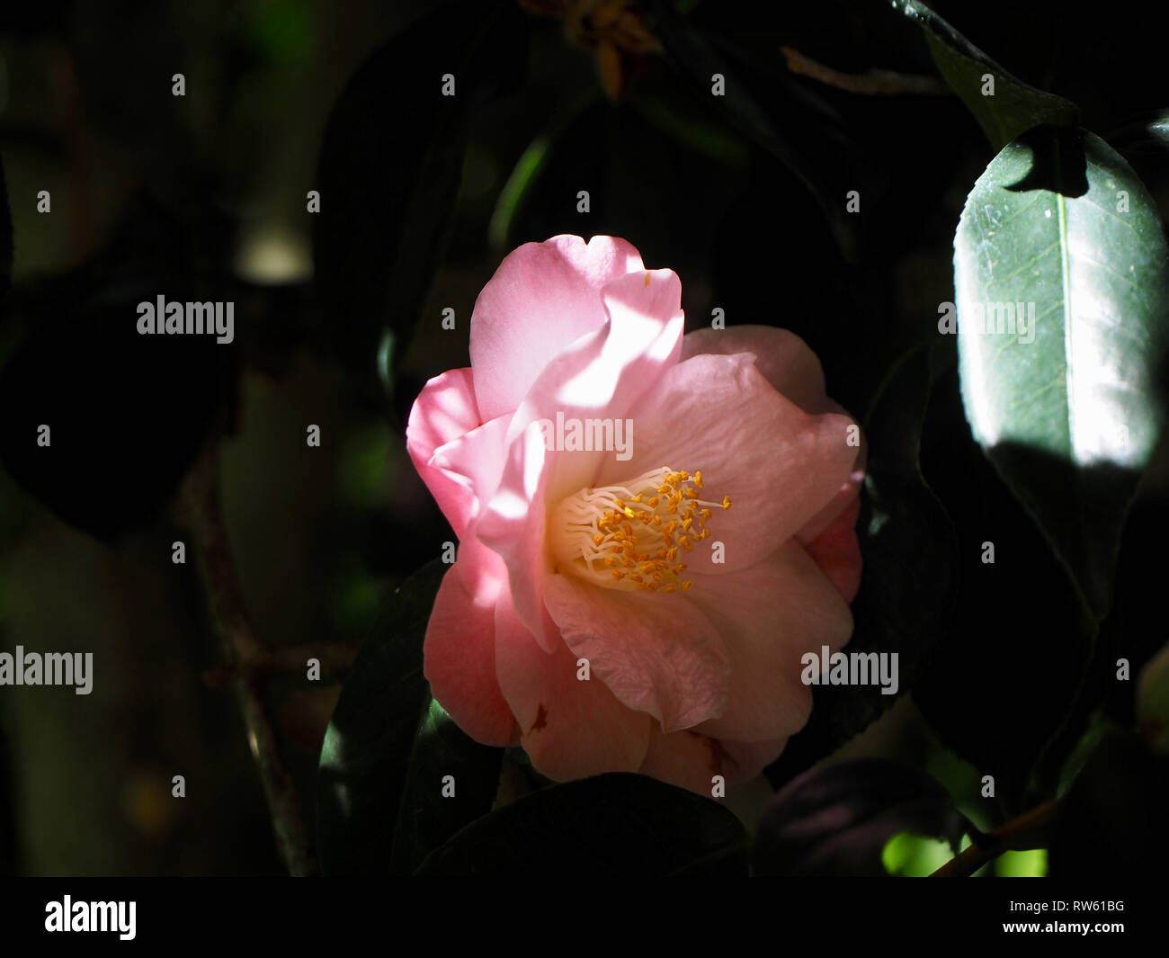 Camellia in garden hi-res stock photography and images - Alamy
