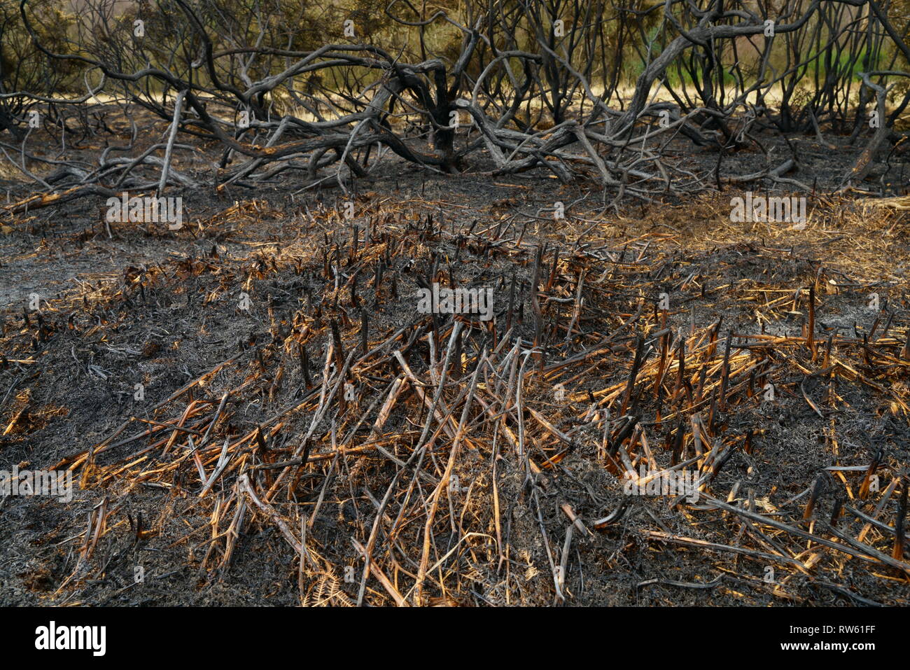 Wildfire damage hi-res stock photography and images - Alamy