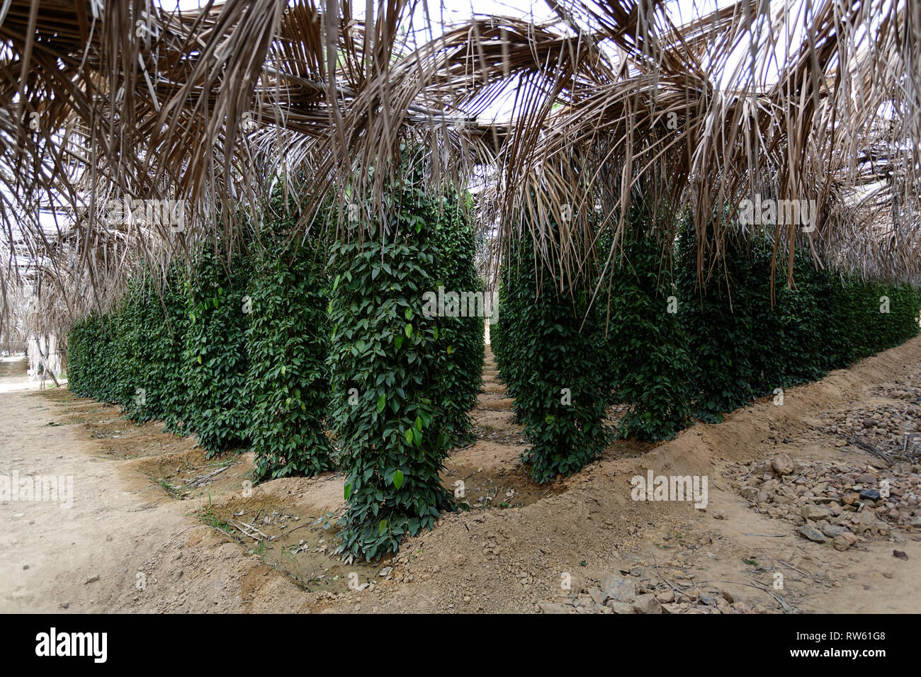 Peppercorn tree hi-res stock photography and images - Alamy