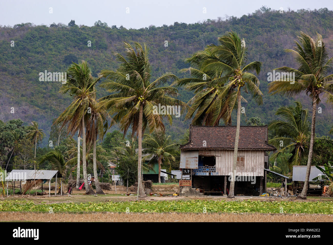 Traditional small countryside farm in Cambodia, around Kampot and Kep ...