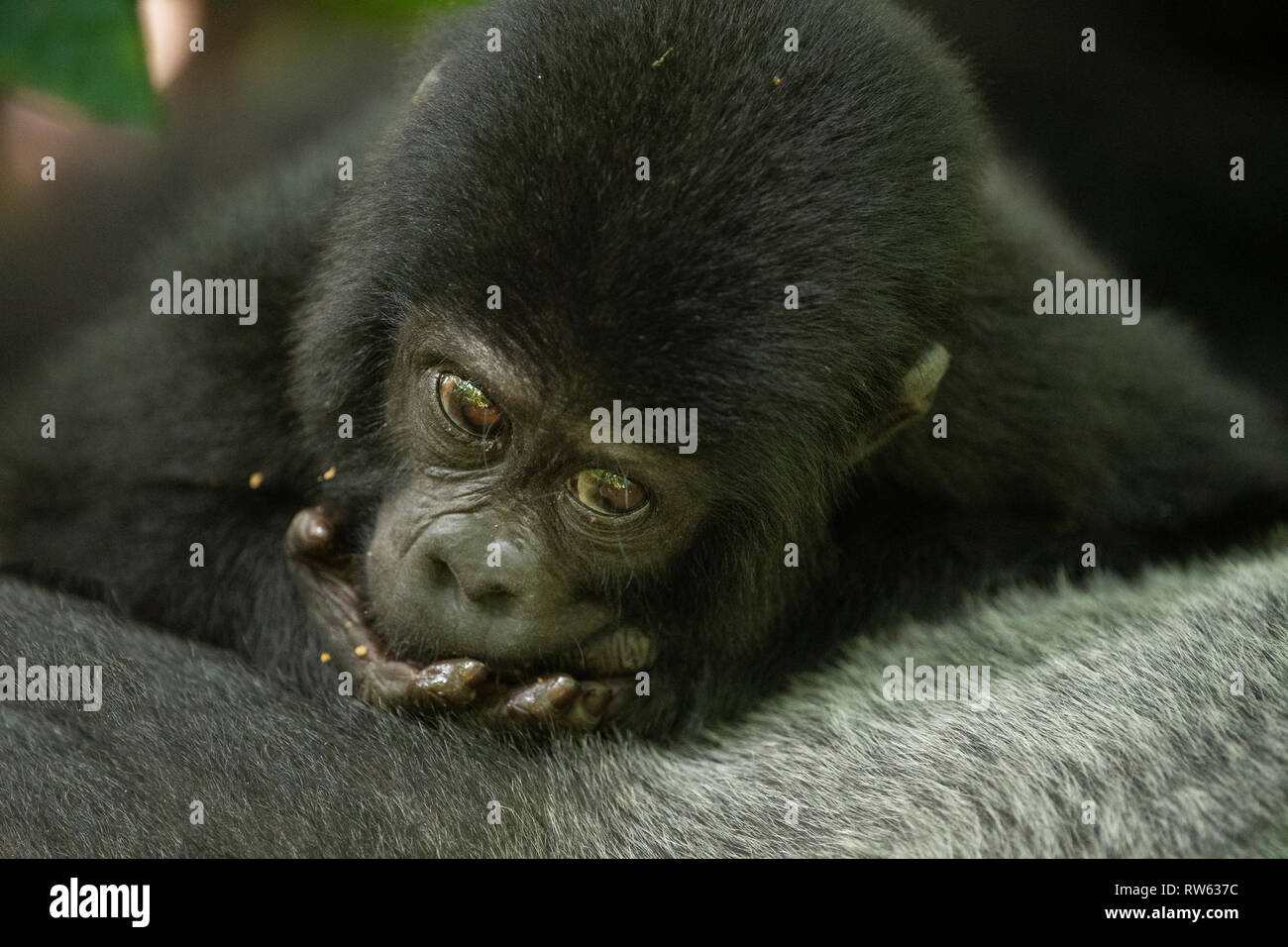 Baby mountain gorilla, Gorilla beringei beringei, Bwindi Impenetrable ...