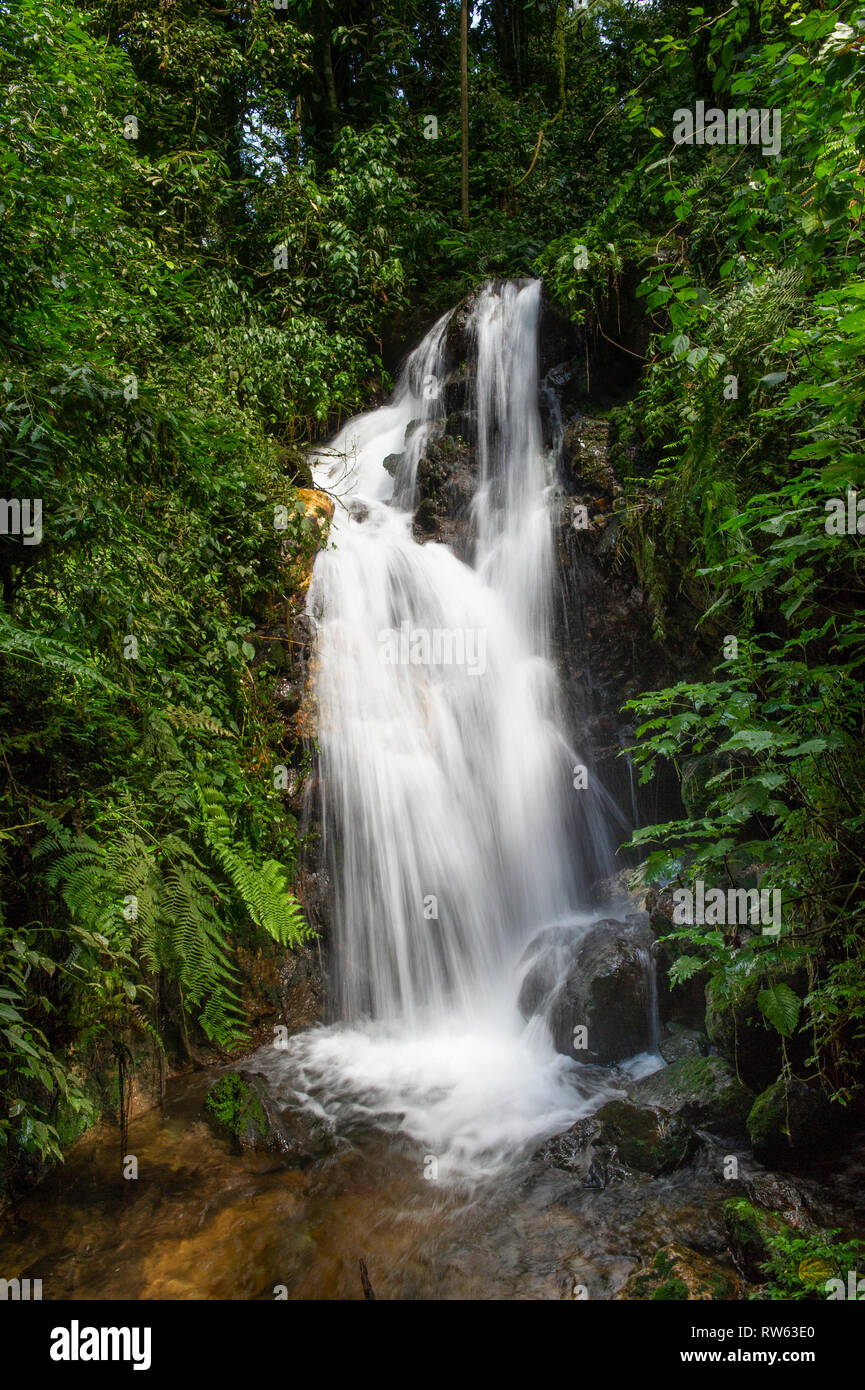 Bwindi impenetrable forest waterfall hi-res stock photography and ...