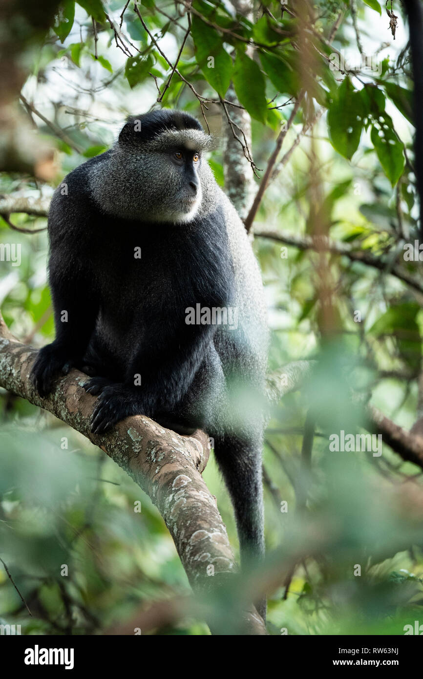African rainforest wildlife hi-res stock photography and images - Alamy