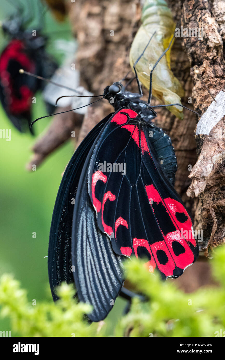 Scarlet mormon butterfly lepidoptera hi-res stock photography and ...