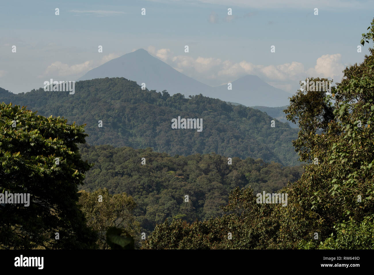 Virunga volcano peaks (Muhabura and Gahinga) behind the rainforest ...