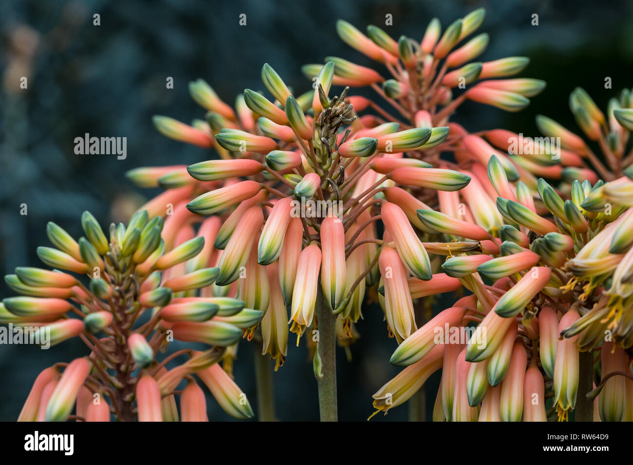 Close up of a flower stalk of an Aloe sheilae plant Stock Photo - Alamy