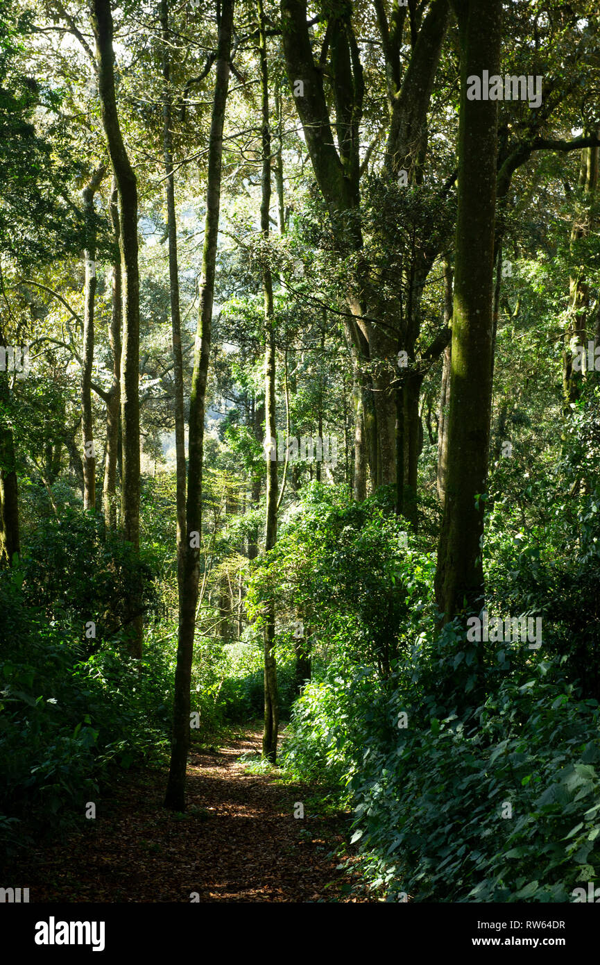 Ugandan rain forest hi-res stock photography and images - Alamy