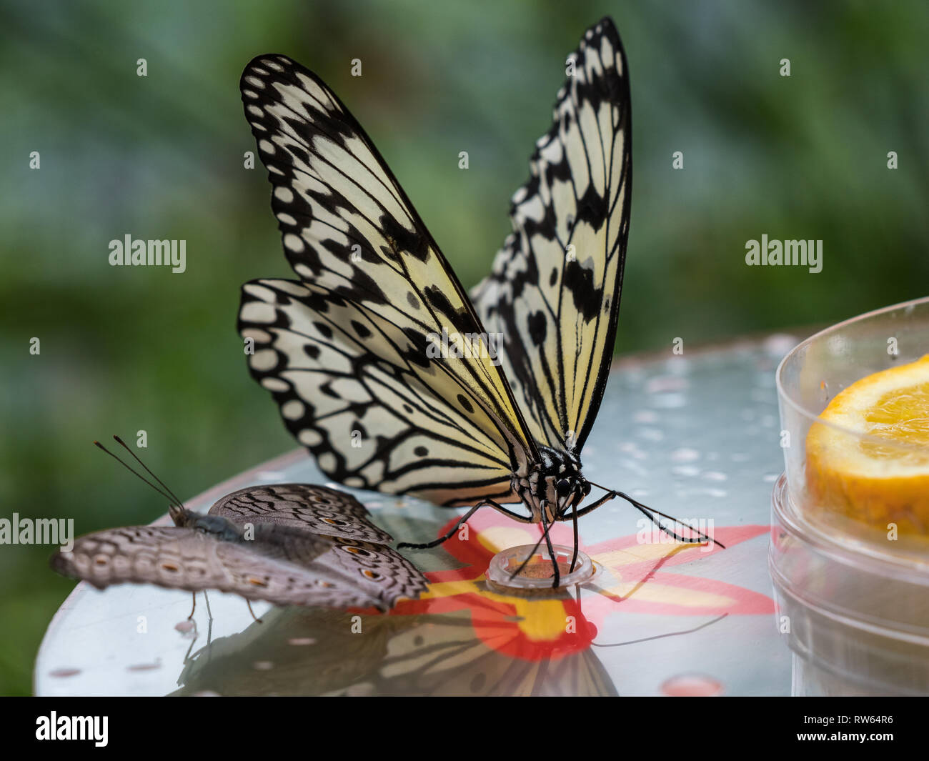 Tree Nymph butterfly or Rice Paper butterfly, Idea leuconoe on flowers ...