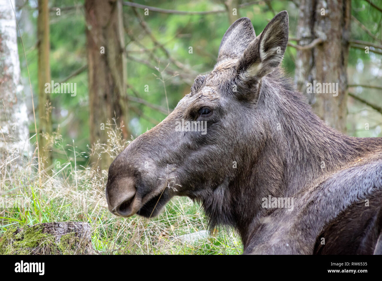 moose or elk in the forest of sweden Stock Photo - Alamy