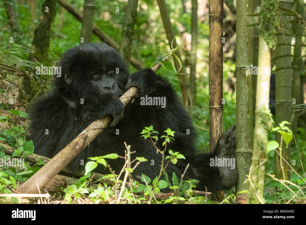 African bamboo hi-res stock photography and images - Alamy