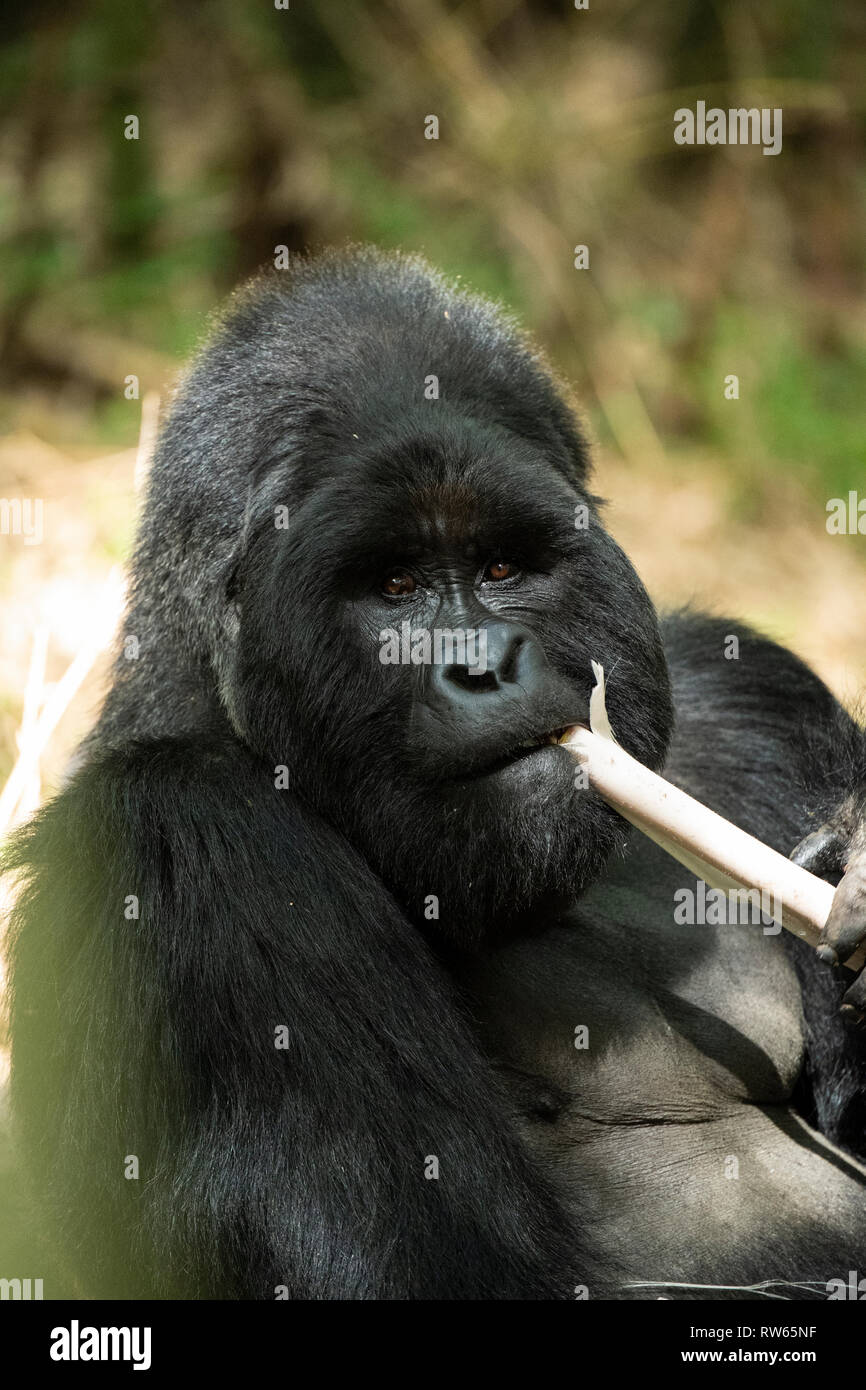 African bamboo shoots hi-res stock photography and images - Alamy