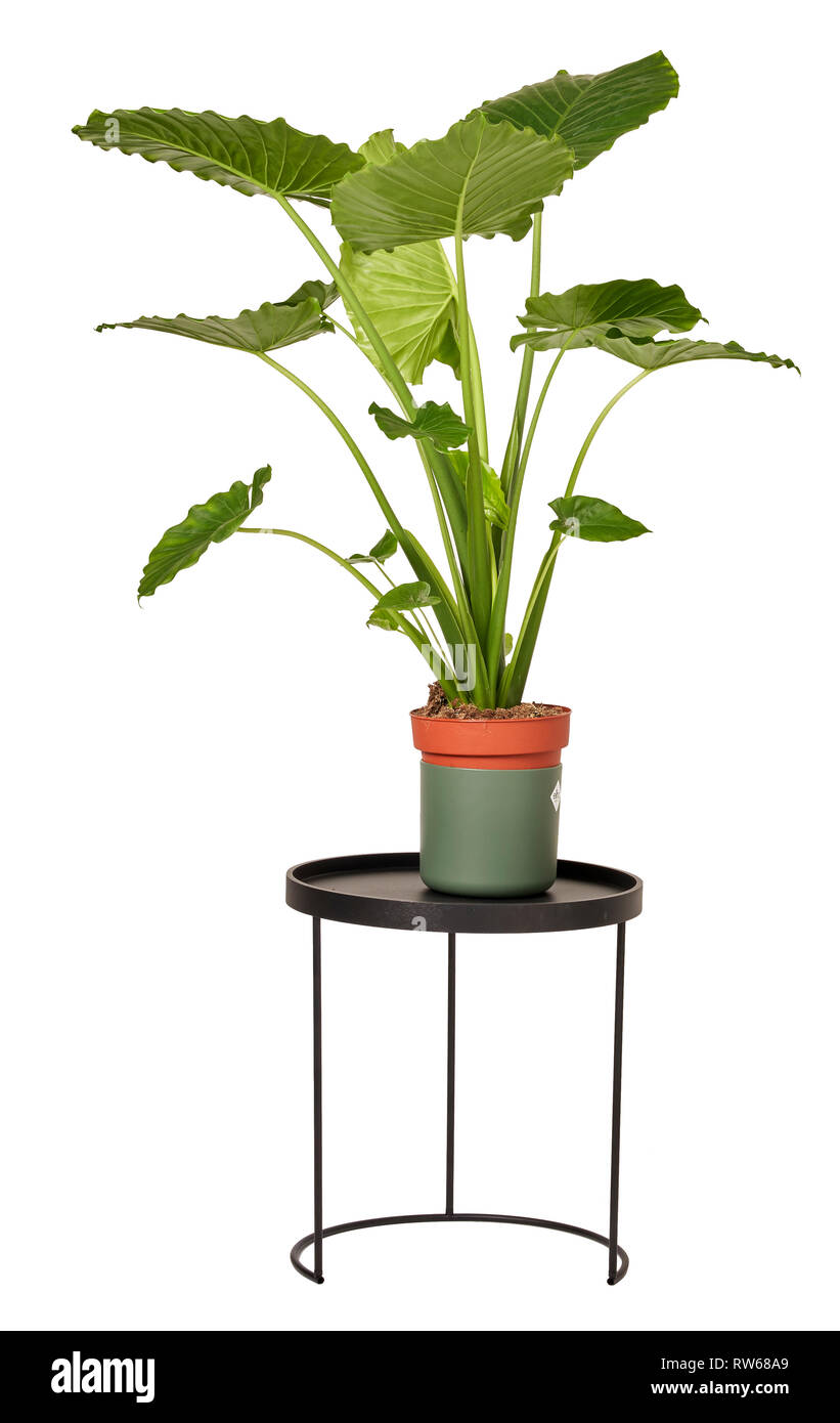 Home plant on table Cut Out Stock Images & Pictures - Alamy