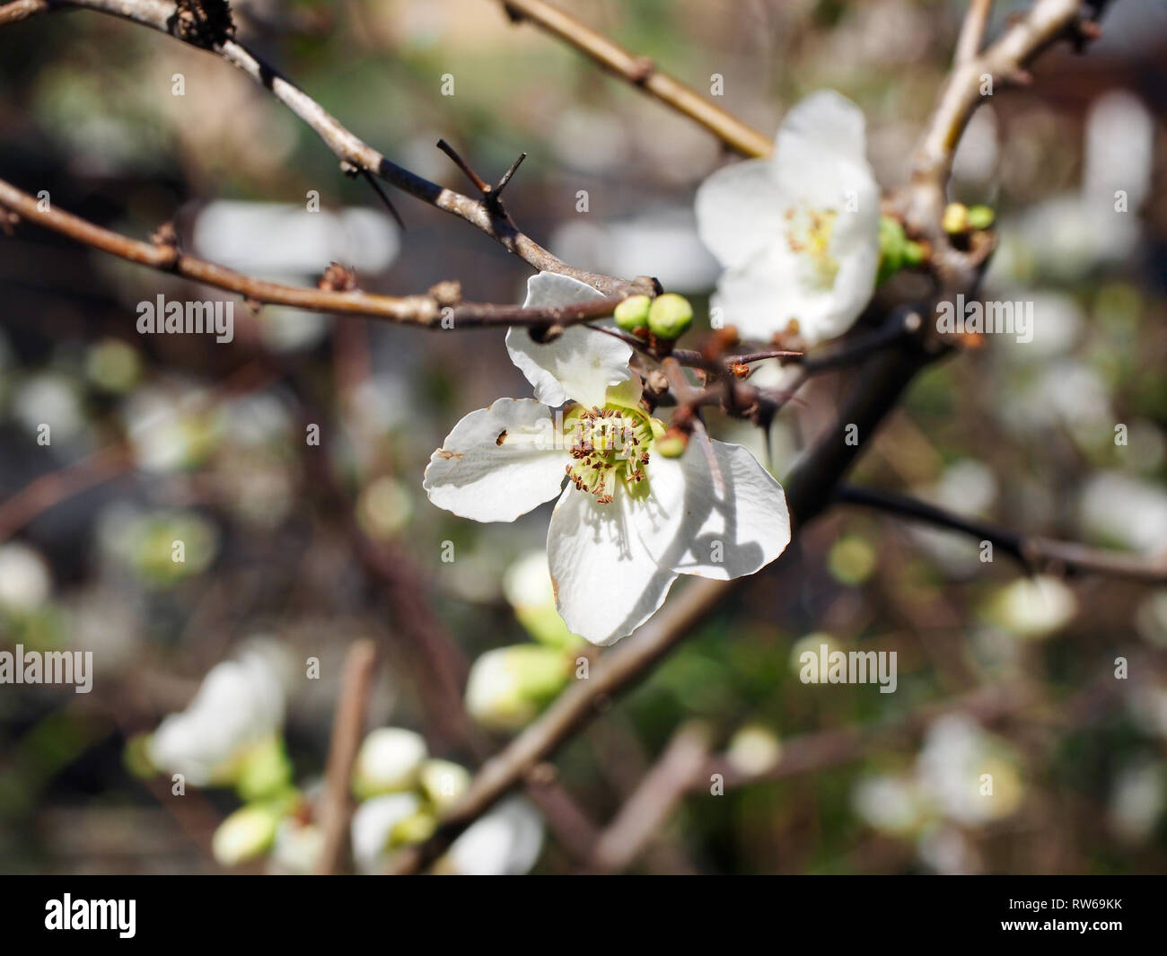 Blooming plum trees in the winter Stock Photo - Alamy