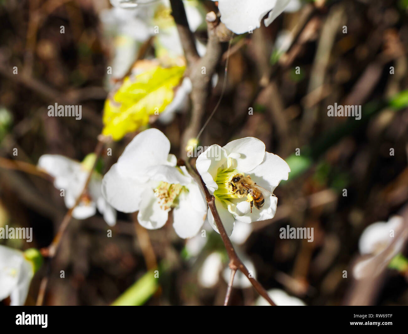 Plum trees hi-res stock photography and images - Alamy