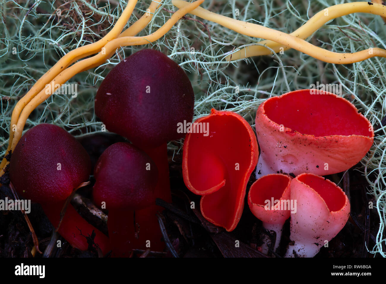 Scarlet elf cap fungi hi-res stock photography and images - Alamy