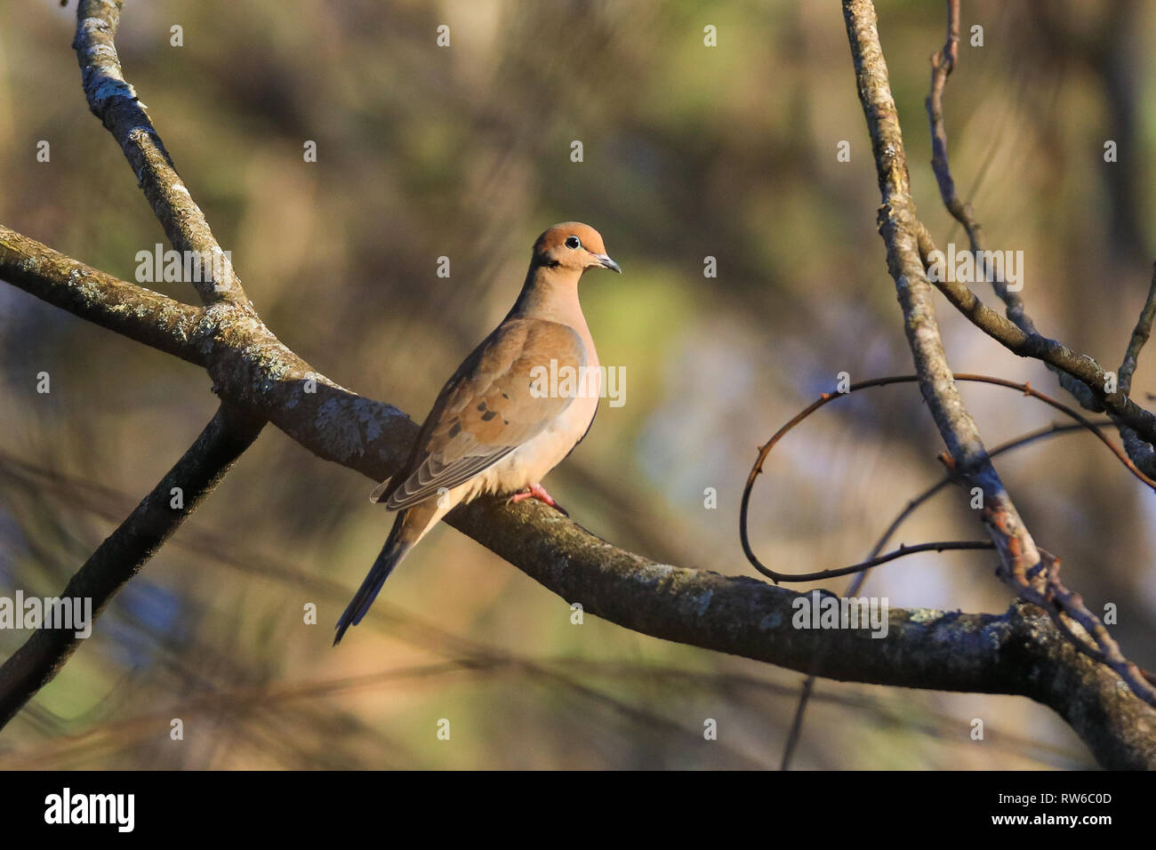 Dove sunset hi-res stock photography and images - Alamy