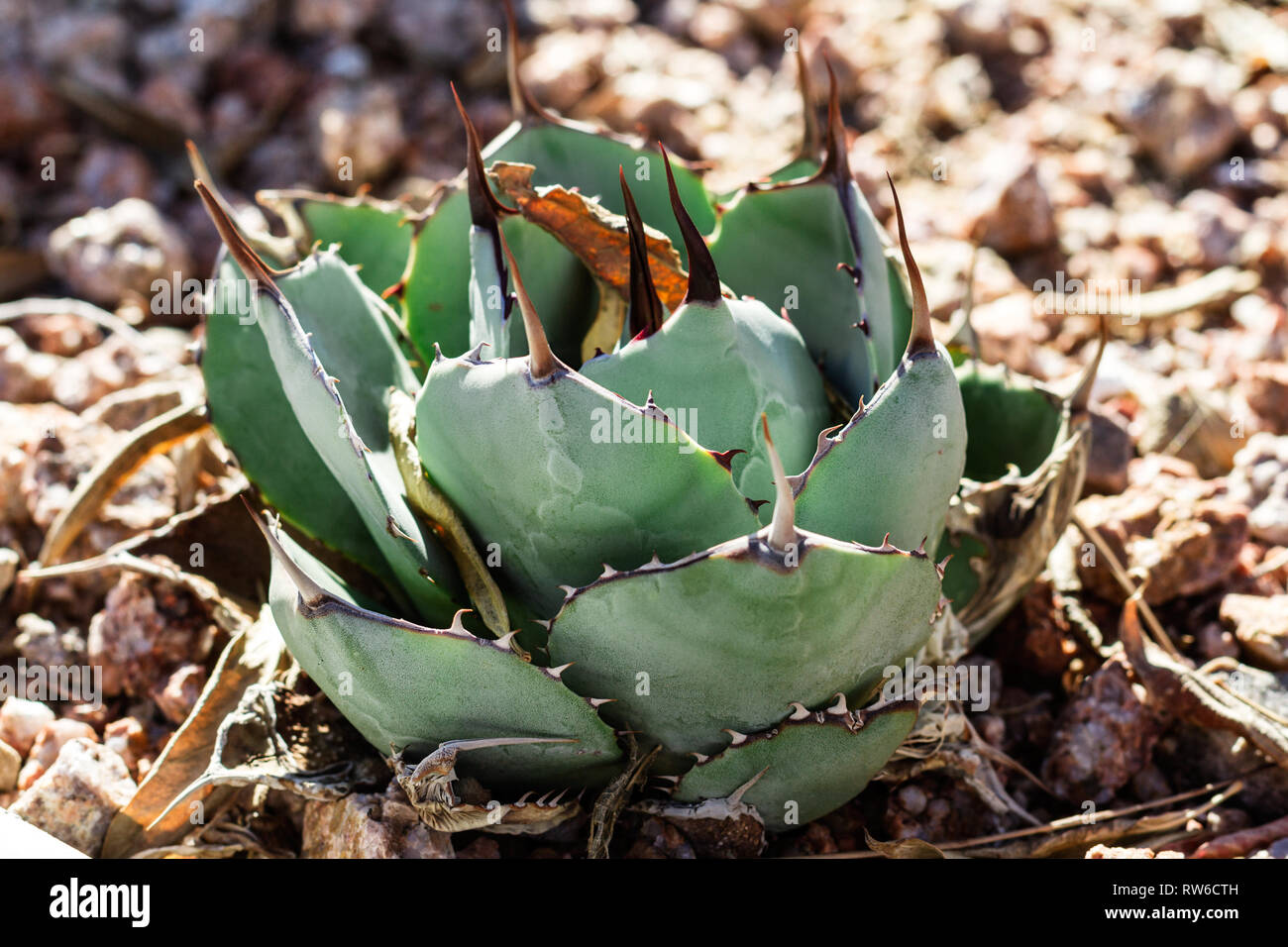 Big succulent hi-res stock photography and images - Alamy