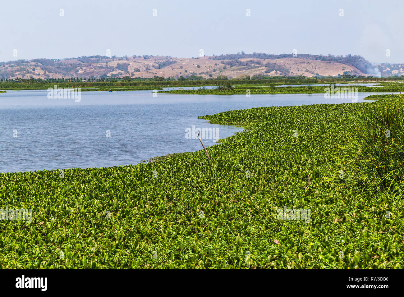 La Segua wetland, important Ramsar in the province of Manabi Stock ...