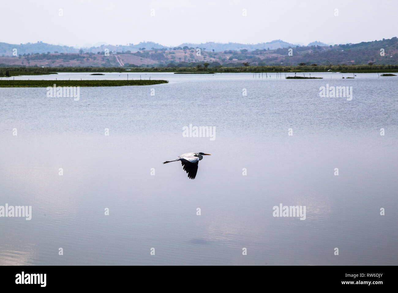 La Segua wetland, important Ramsar in the province of Manabi Stock ...