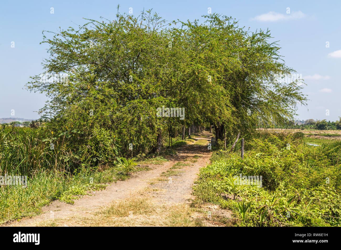 La Segua wetland, important Ramsar in the province of Manabi Stock ...