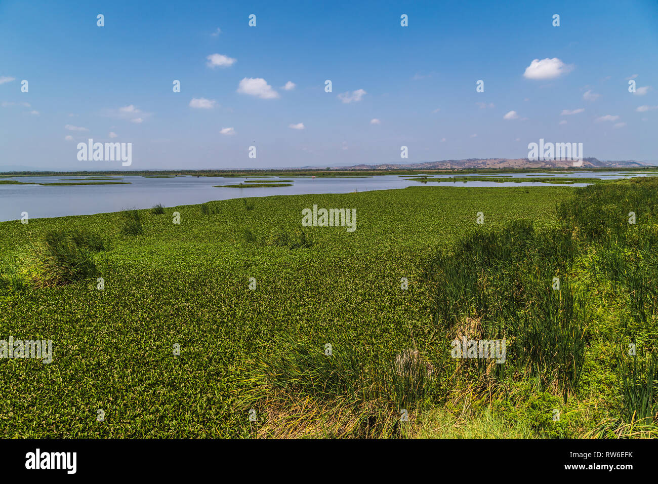 La Segua wetland, important Ramsar in the province of Manabi Stock ...