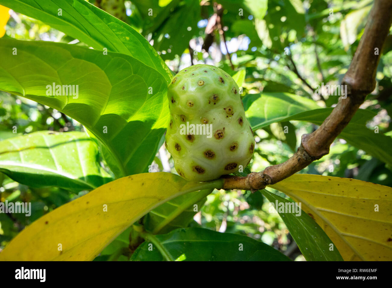 Noni fruit hi-res stock photography and images - Alamy