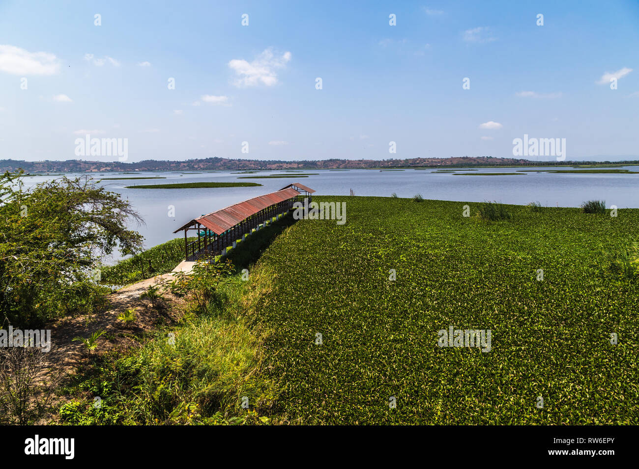 La Segua wetland, important Ramsar in the province of Manabi Stock ...