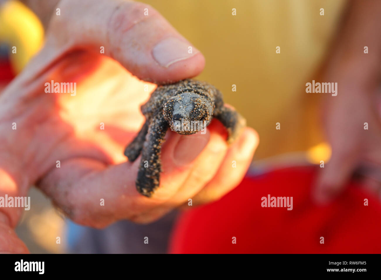 Volunteer hand hold freshly hatched turtle, still covered in sand from ...