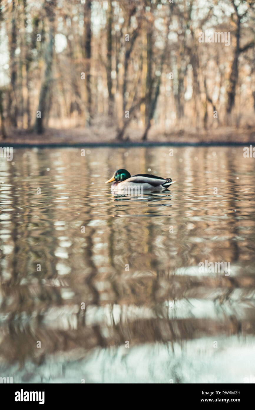 Single drake swimming peacefully in a small pond in Cologne, Germany ...