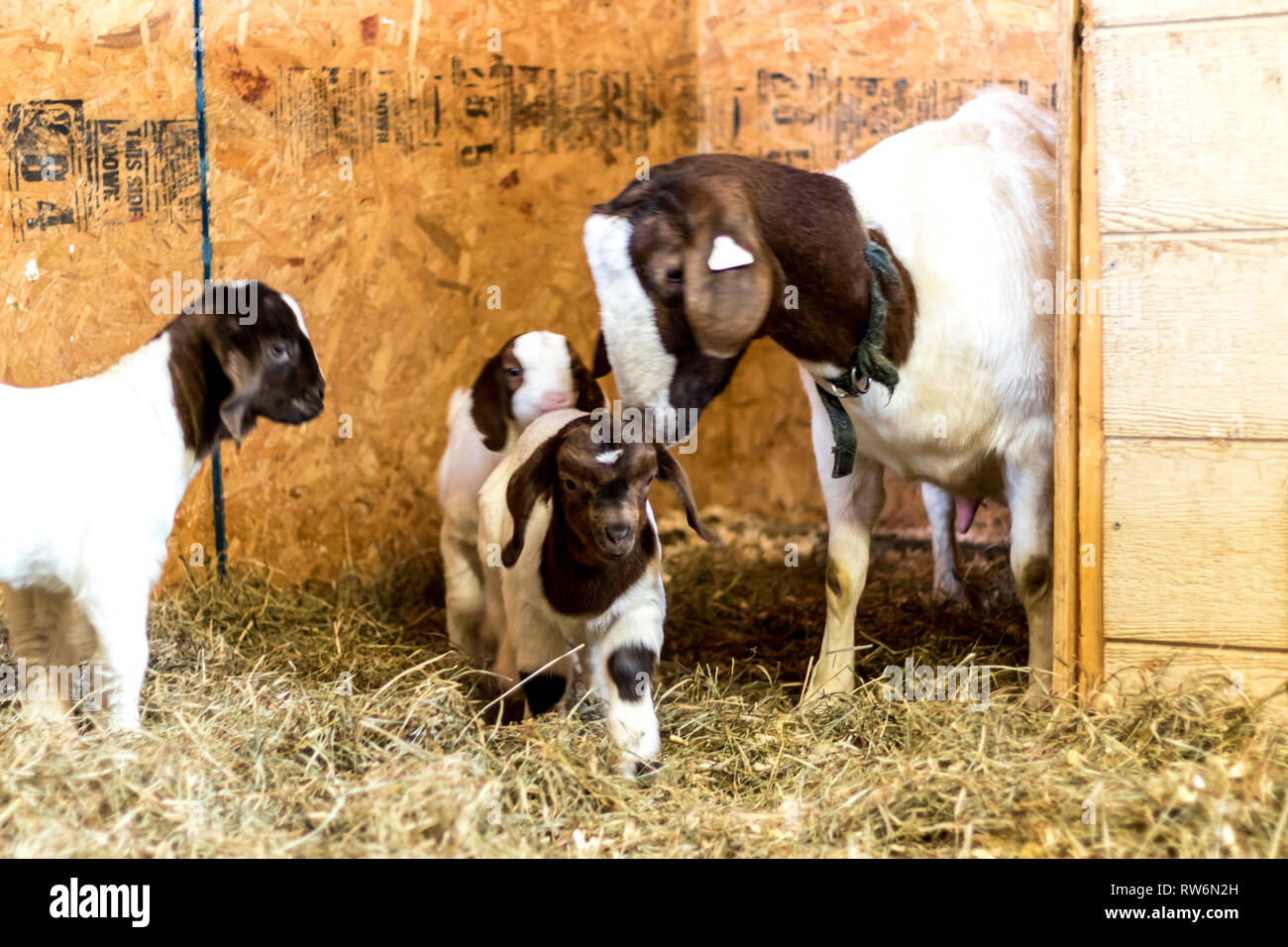 Spotted Boer Goat kids with Lop Ears in a barn with mother Stock Photo ...