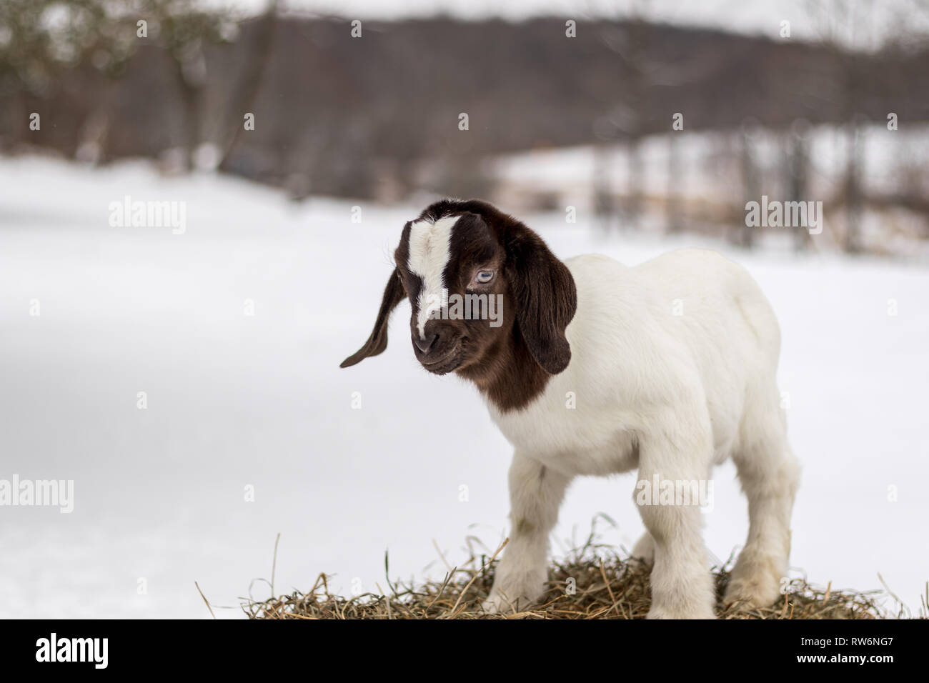 Spotted Boer Goat kid with Lop Ears stands on a hay bale in the winter ...