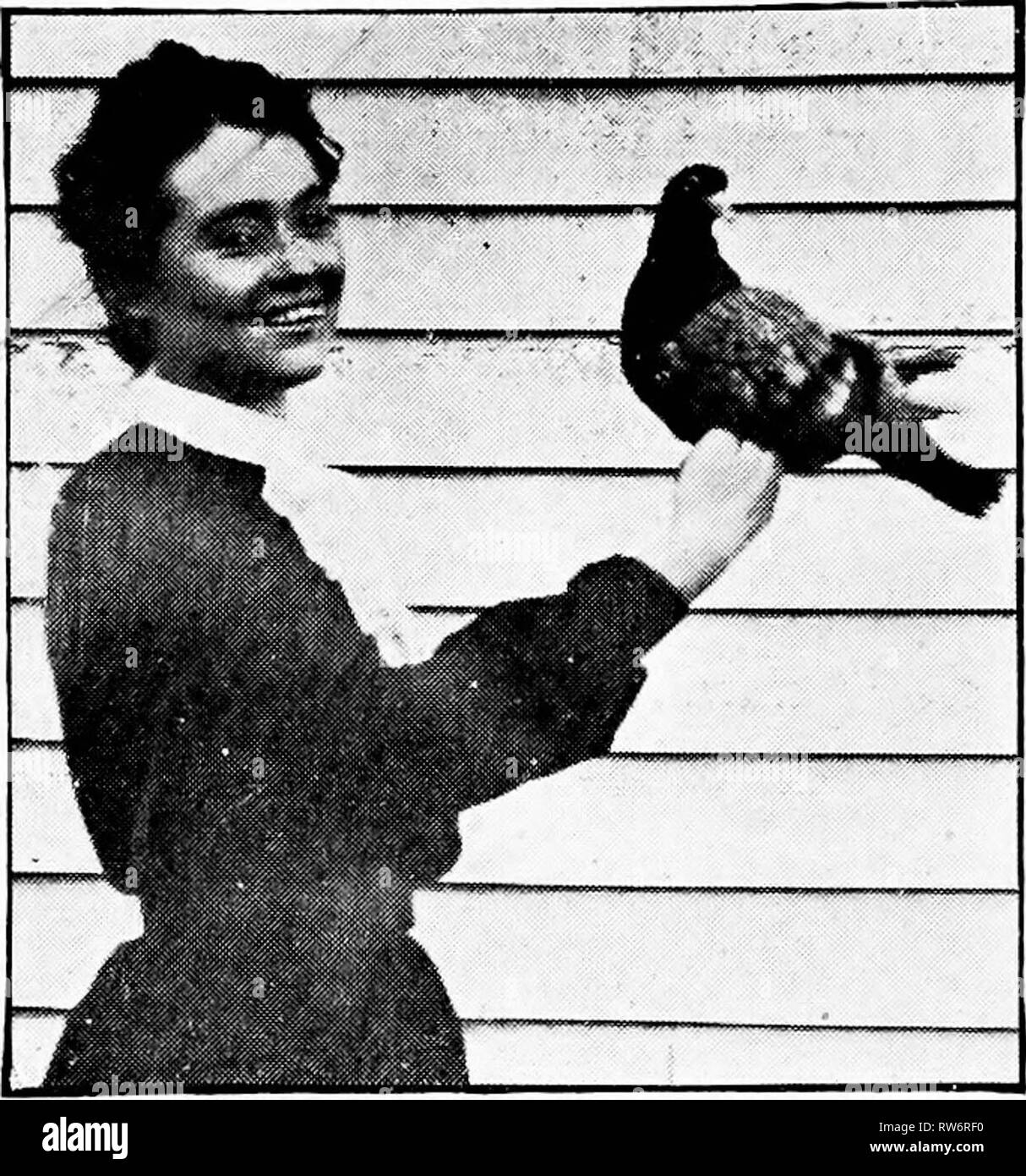"The Robinson method of breeding squabs; a full account of the new ...