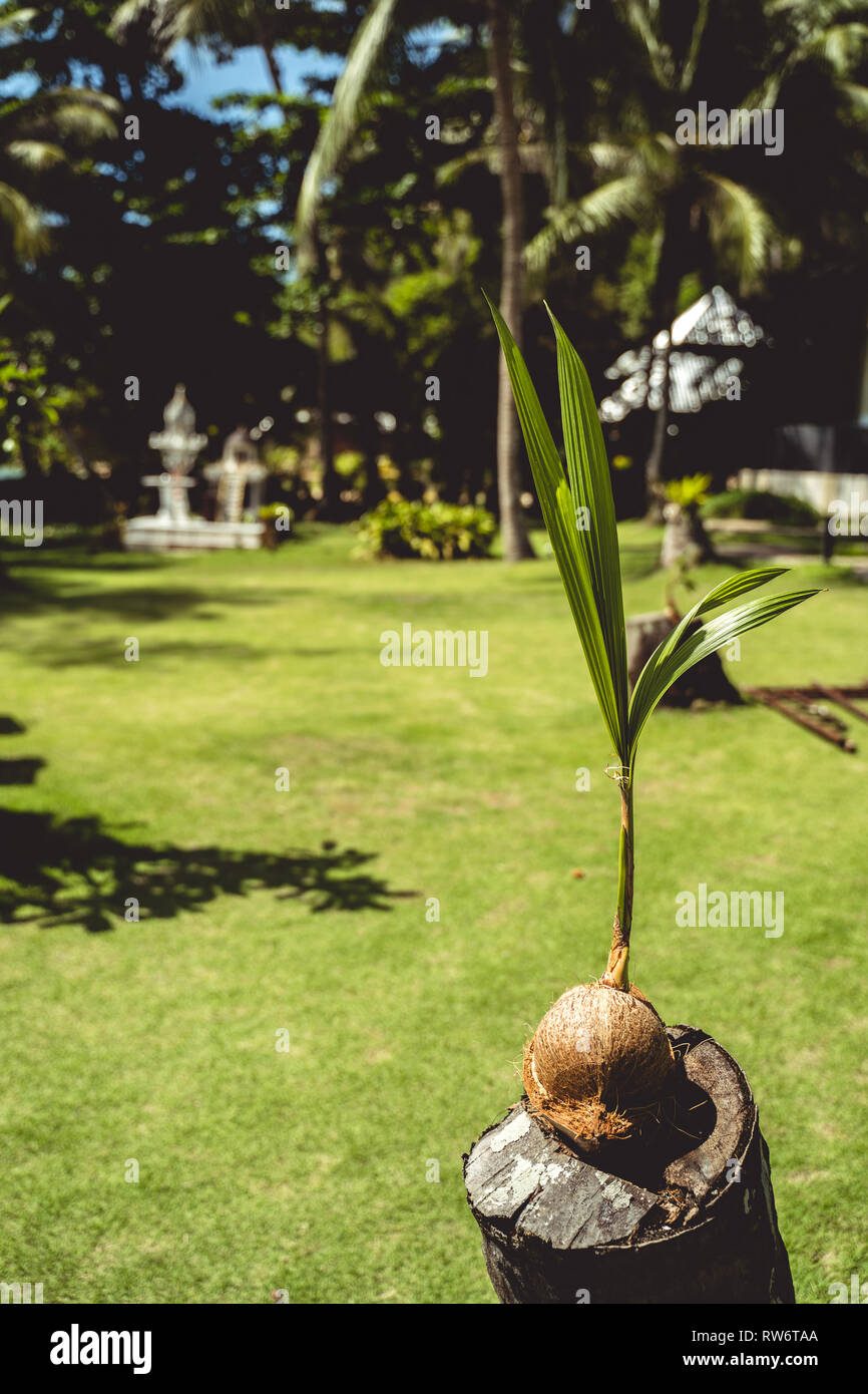 Coconut Sapling High Resolution Stock Photography and Images - Alamy