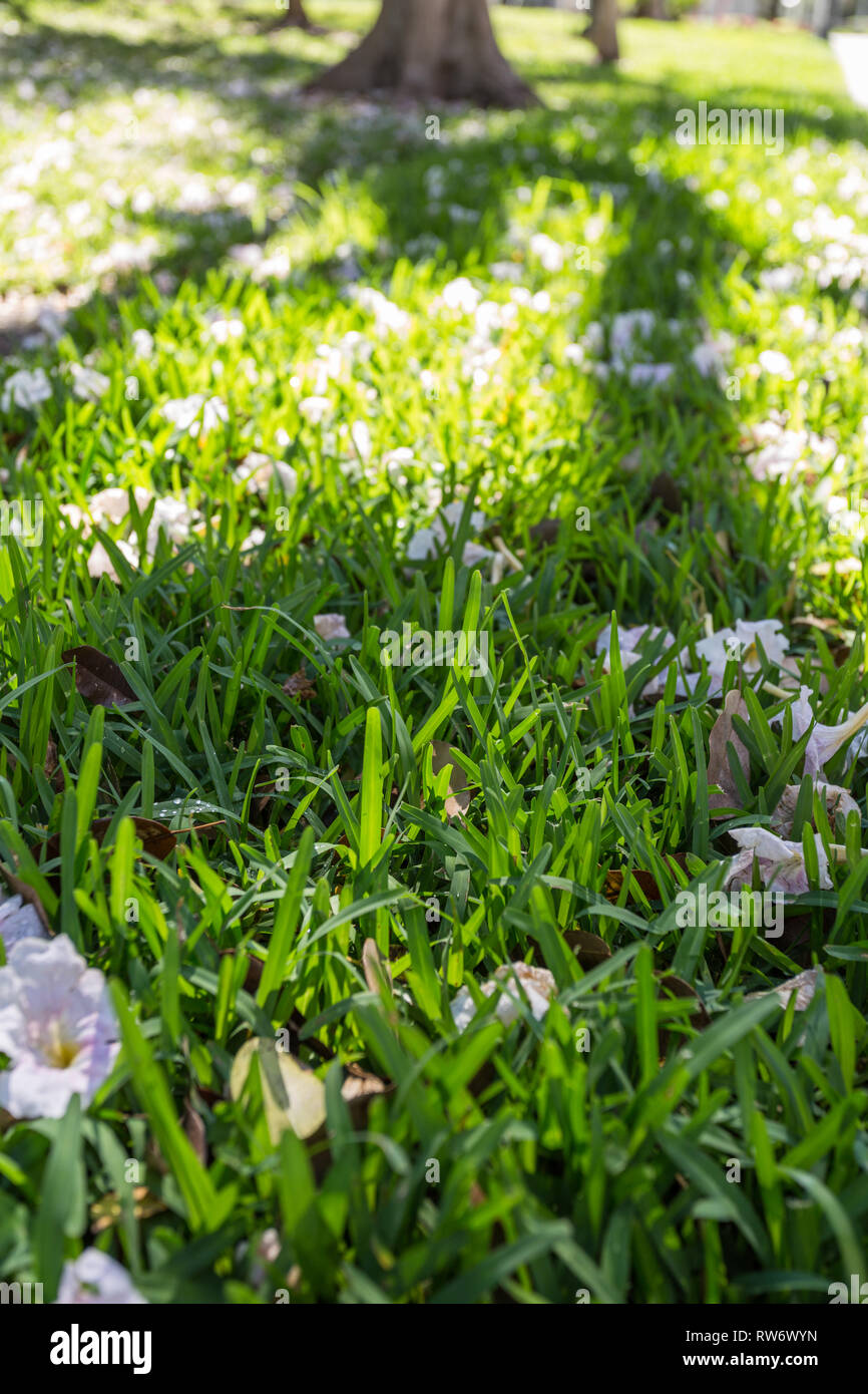 Sunlight on grass flowers hi-res stock photography and images - Alamy