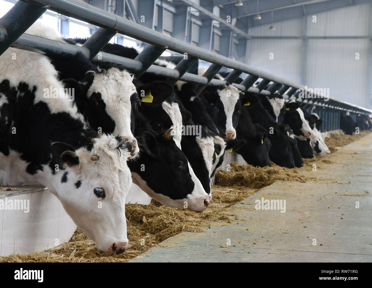 Forage within hi-res stock photography and images - Alamy