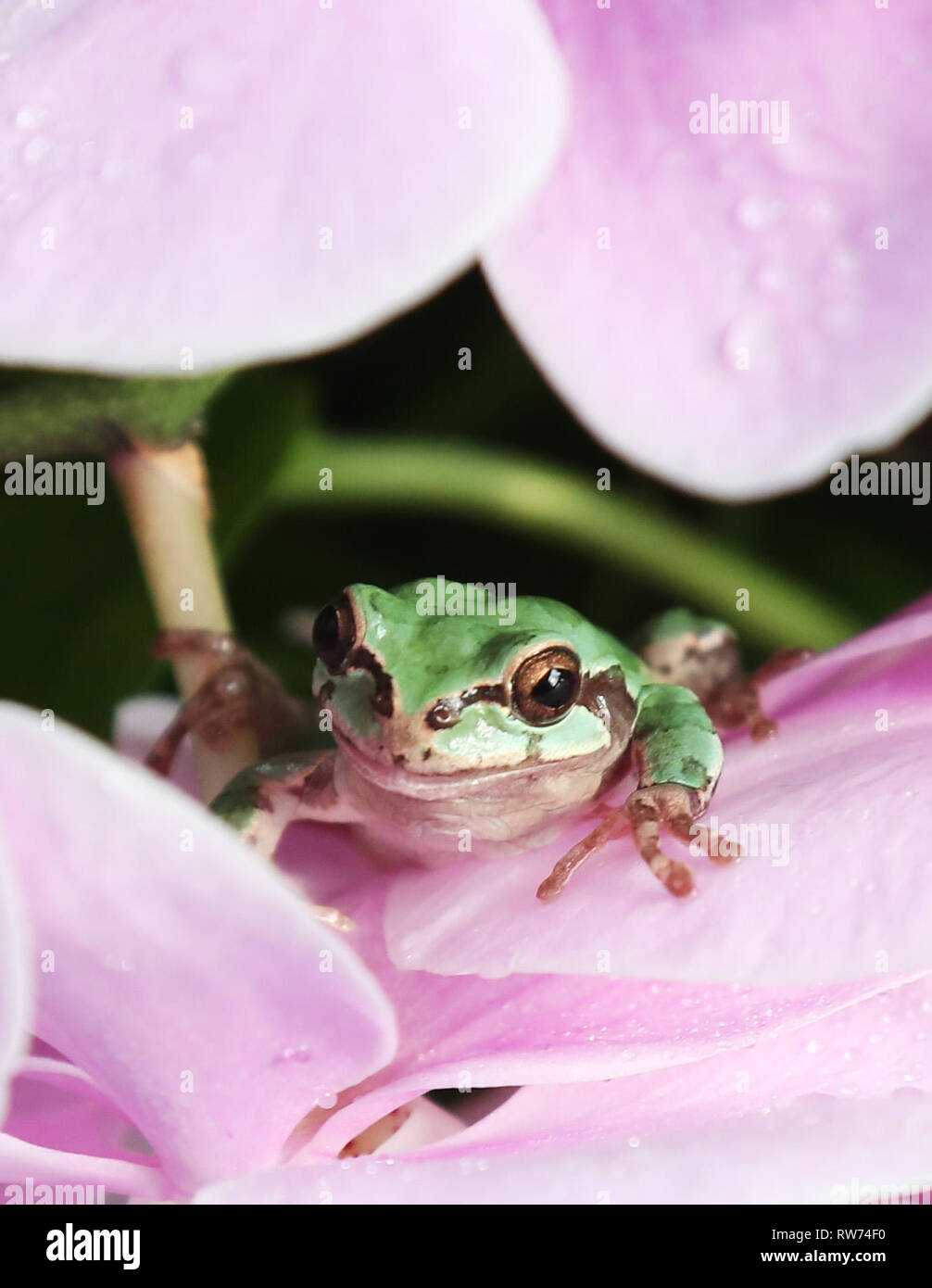 05th Mar, 2019. Sign of spring A tree frog is spotted on an orchid at ...