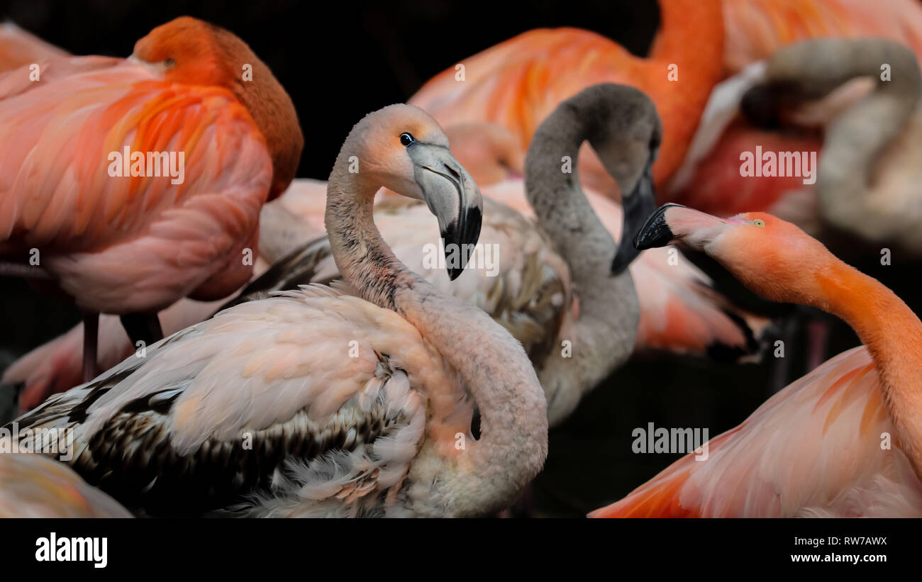 flamingo child portrait with his family, pink rose colorful Stock Photo ...
