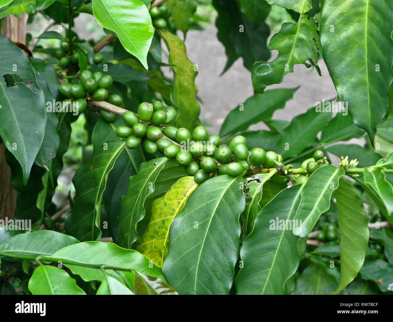 coffee beans on tree Stock Photo - Alamy