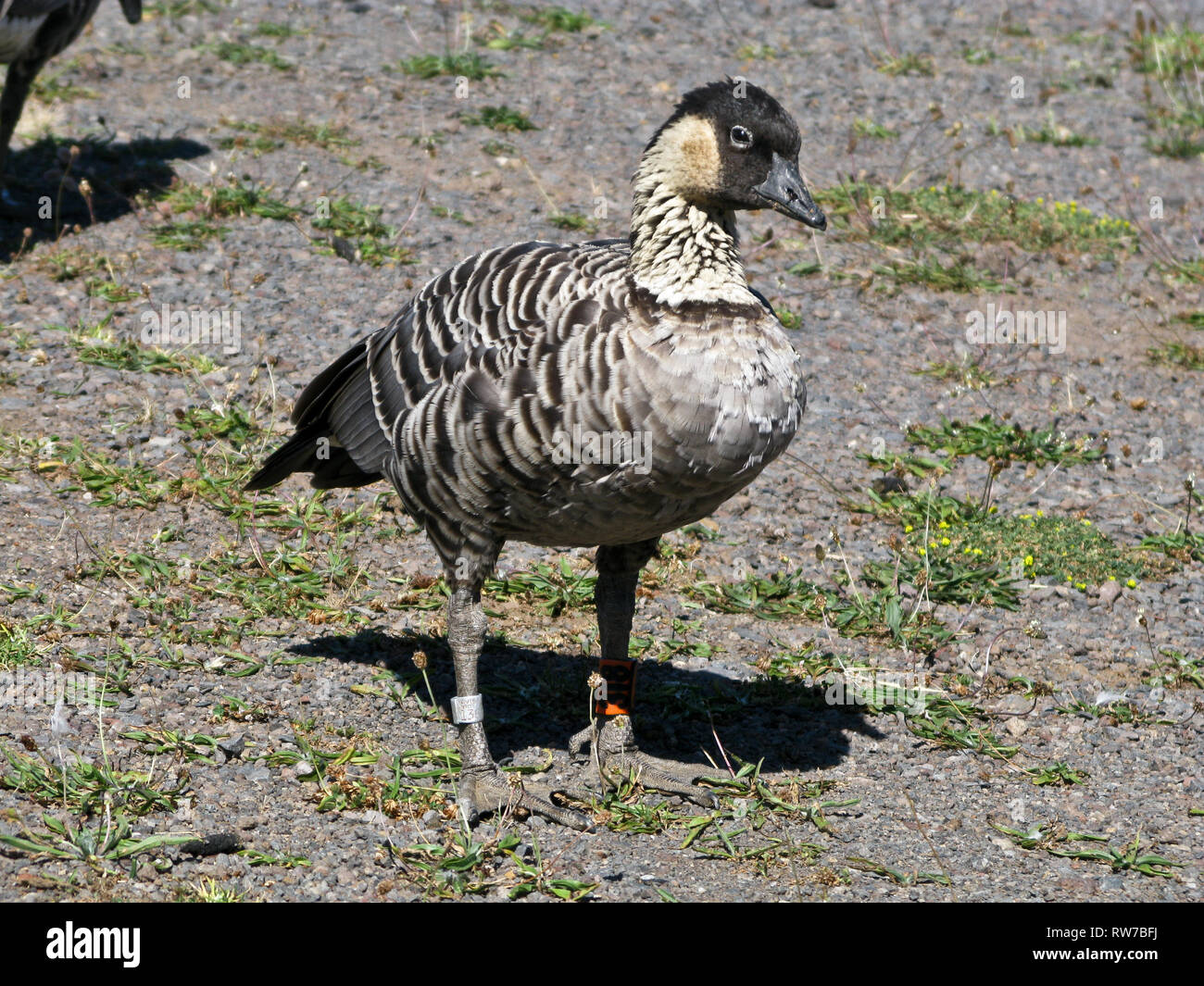 Nene goose hi-res stock photography and images - Alamy